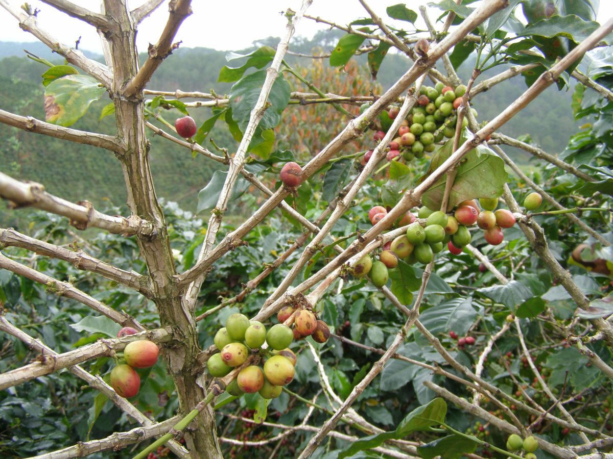 A Storm in a Coffee Cup: Indigenous Coffee Production, Typhoon Marokat ...